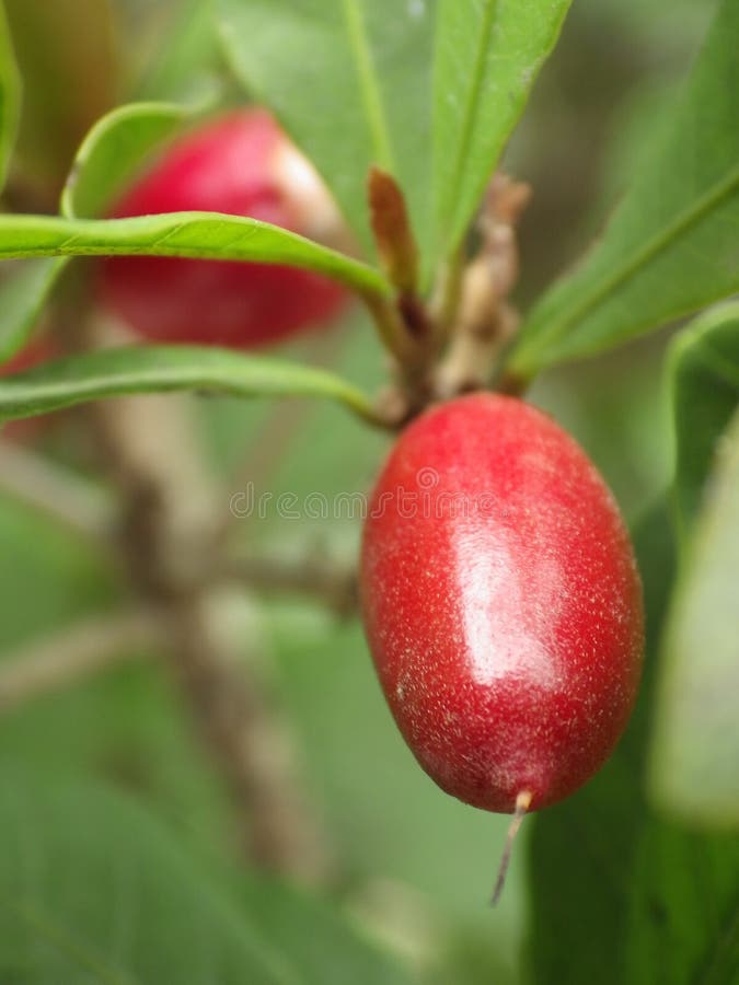 Magic Fruit stock photo. Image of apple, outside, magical - 17803324