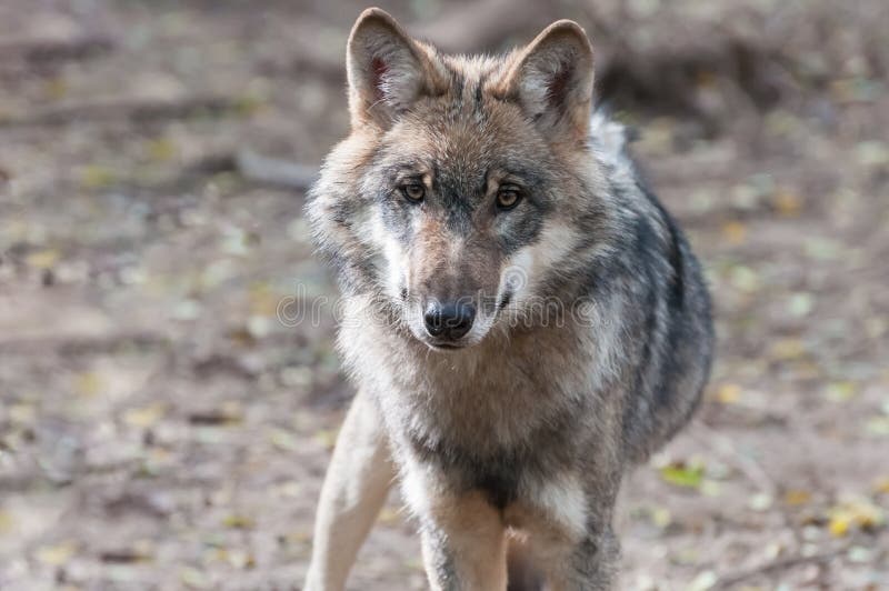 Selective Focus Shot of a Magnificent Wolf Captured in a Beautiful ...