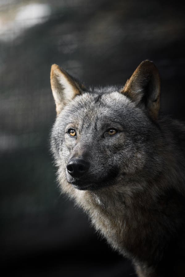 Selective Focus Shot of a Majestic Gray Wolf in a Shadowy Dark Forest ...