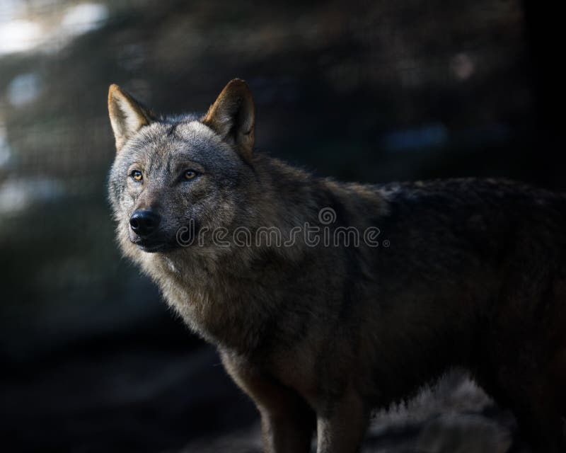 Selective Focus Shot of a Majestic Gray Wolf in a Shadowy Dark Forest ...