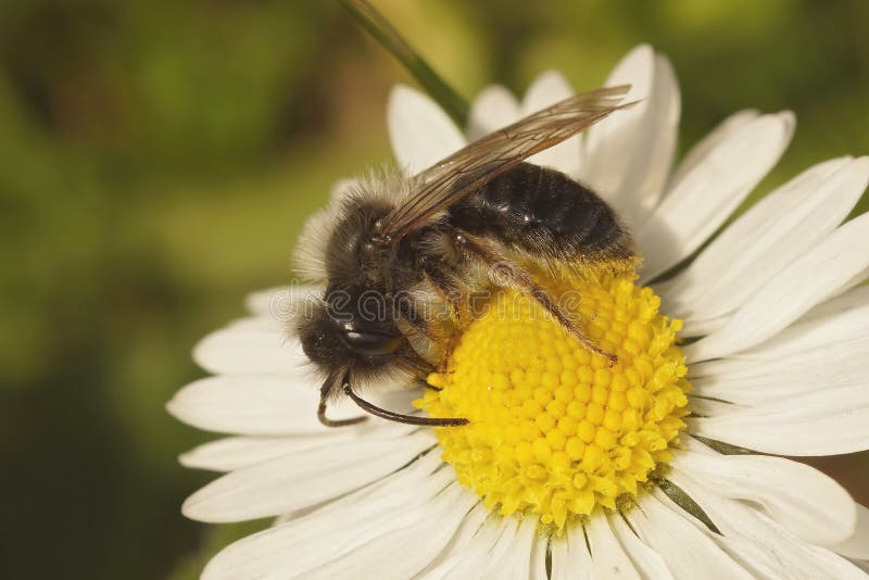 Selective Focus Shot of a Male Grey Mining Bee N a Dai Stock Image ...