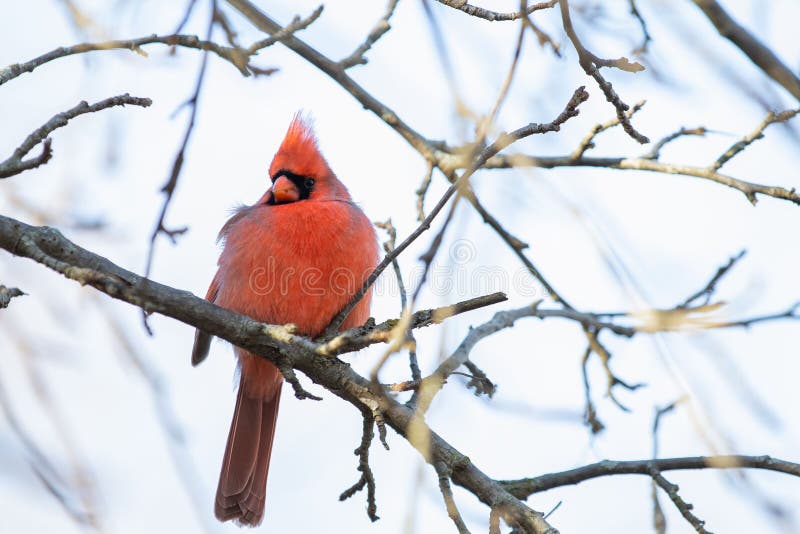 Selective Focus Shot of a Male Northern Cardinal Bird Perched on a Bare ...
