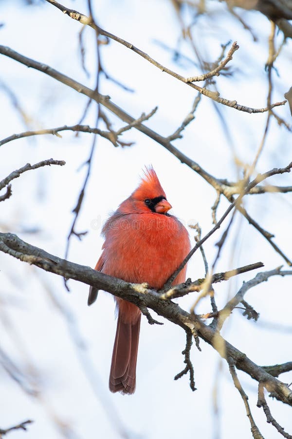 Selective Focus Shot of a Male Northern Cardinal Bird Perched on a Bare ...