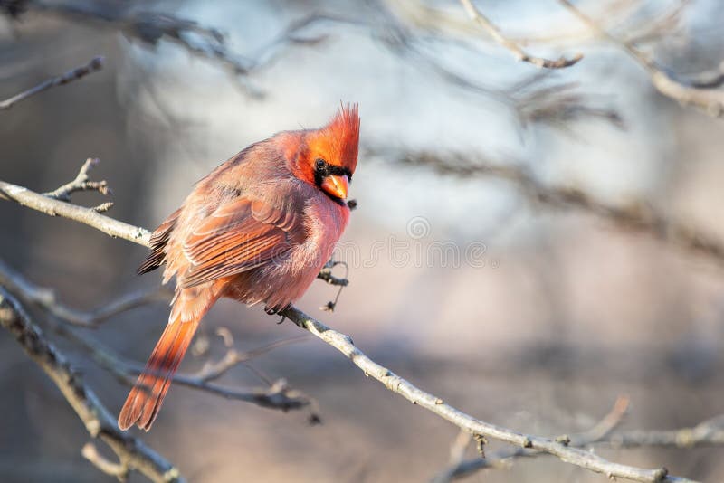 Selective Focus Shot of a Male Northern Cardinal Bird Perched on a Bare ...