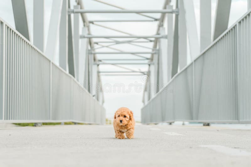 Selective Focus Shot of a Maltipoo Brown Dog on a Bridge Stock Photo ...