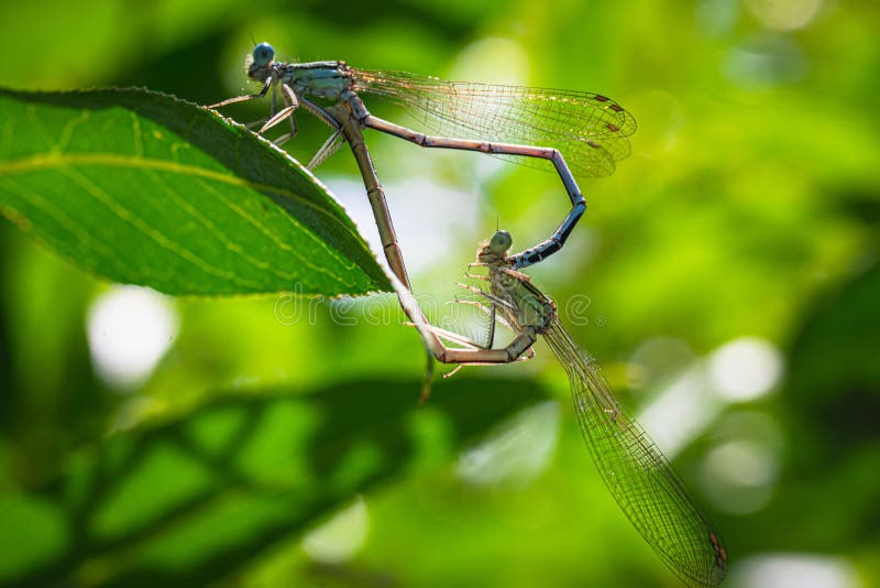 Selective Focus Shot of Mating Dragonflies Stock Image - Image of fauna, garden: 254267455