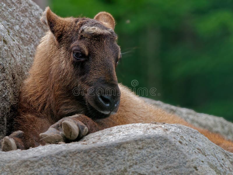 Selective Focus Shot of a Mishmi Takin, Endangered Goat-antelope Native ...