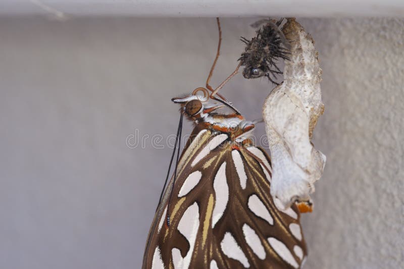 Selective Focus Shot of a Monarch Butterfly Getting Out of the Cocoon ...