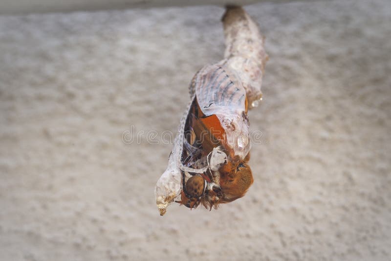 Selective Focus Shot of a Monarch Butterfly Getting Out of the Cocoon ...