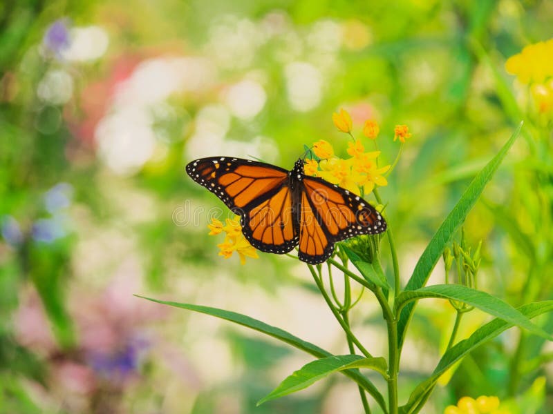 Selective Focus Shot of a Monarch on a Flower Bunch Stock Image - Image ...