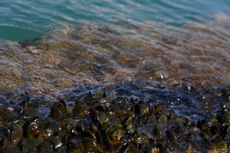 Selective Focus Shot of Mussels Attached on a Rock in the Sea with a ...