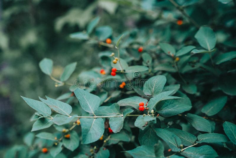 Selective Focus Shot of Native Red Huckleberry in the Forest Stock ...