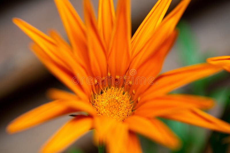 Selective Focus Shot of an Orange Flower with Long and Sharp Petals ...