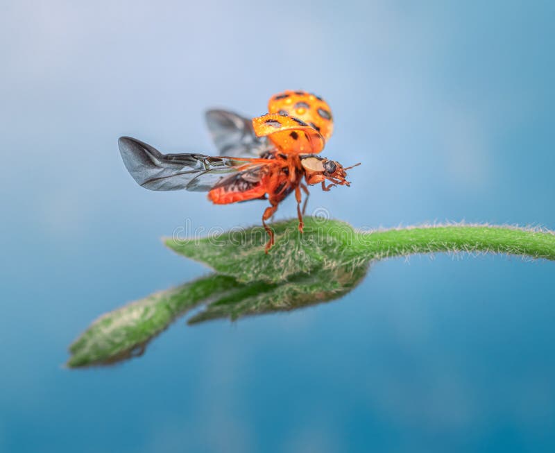 Ladybug open out wings stock image. Image of bird, ladybug - 25147707