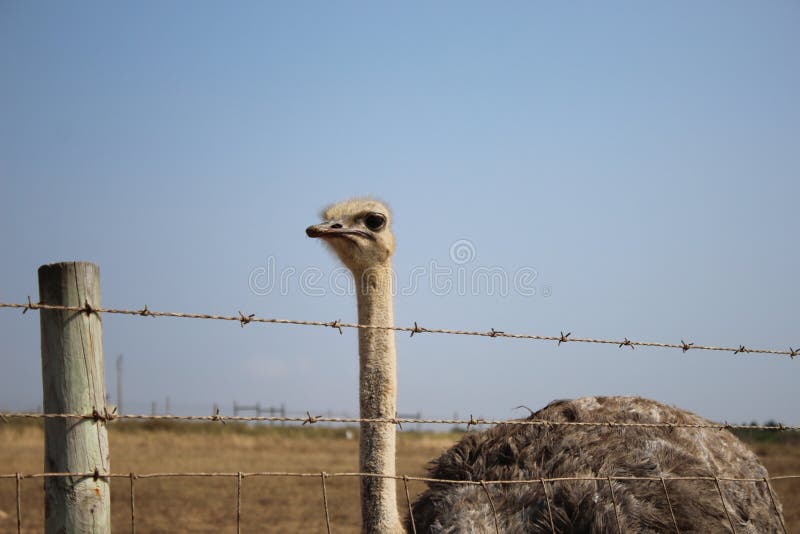 Selective Focus Shot of an Ostrich Behind a Cage Stock Image - Image of ...