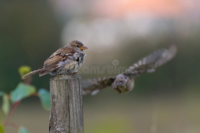 Selective Focus Shot of a Passerine Bird Perching on Wooden Pole Stock ...
