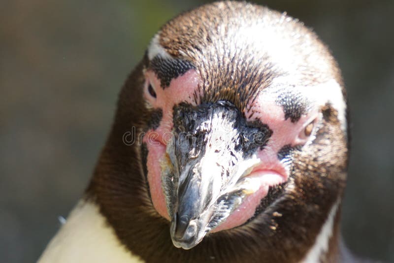 Penguin head stock photo. Image of flue, postcard, penguin - 1612020