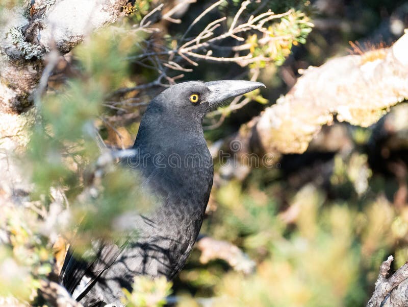 Selective Focus Shot of a Pied Currawong Bird Stock Image - Image of ...