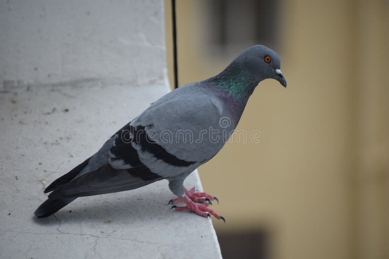 Selective Focus Shot of a Pigeon from Side Profile Sitting on a Stone ...