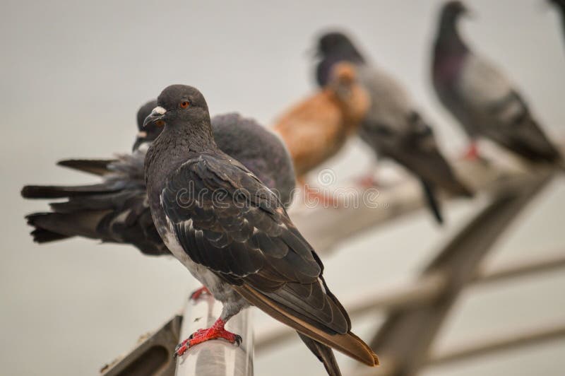 Selective Focus Shot of Pigeons Perched on Metal Railing Stock Photo ...