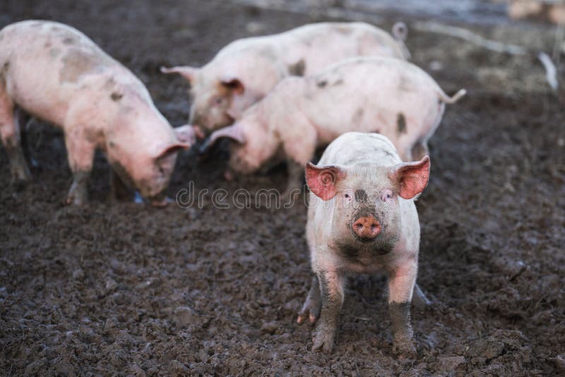 Selective Focus Shot of a Piglet in the Mud Stock Photo - Image of ...