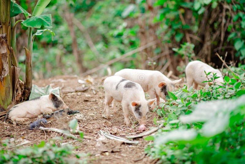 Selective Focus Shot of Piglets in a Forest Stock Photo - Image of wild ...