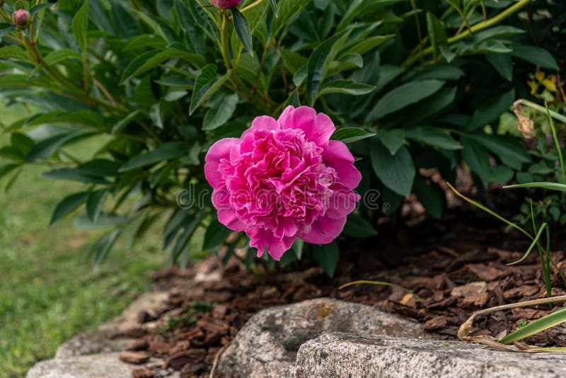 Selective Focus Shot of Pink Cabbage Rose Flower Stock Image - Image of ...