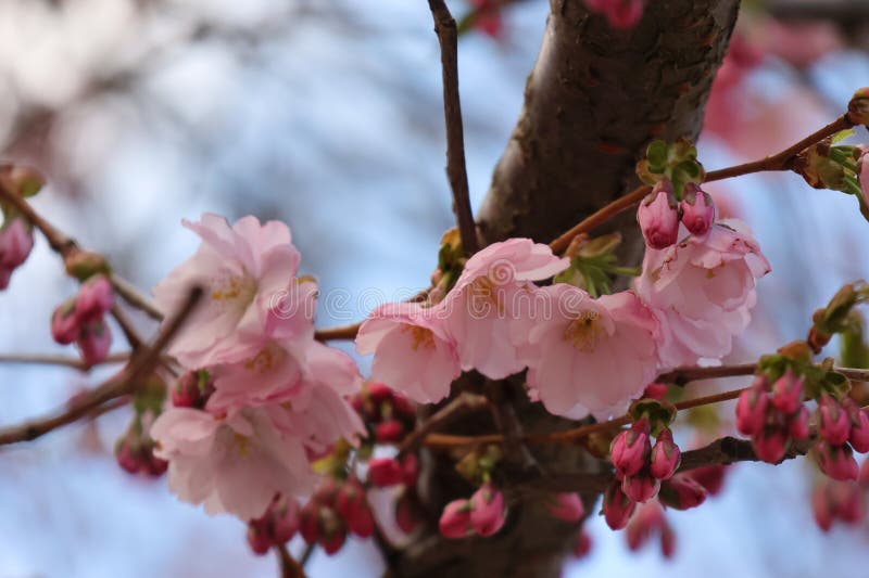 Selective Focus Shot of Pink Cherry Blossom Tree Branches Stock Image ...