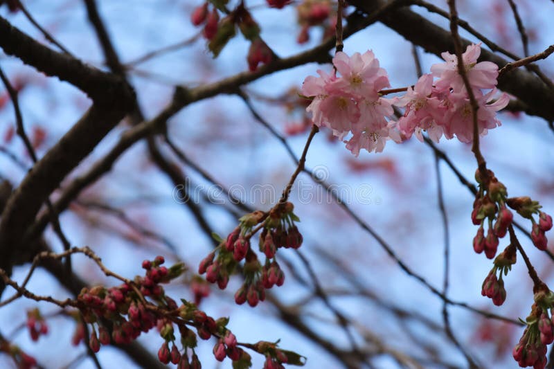 Selective Focus Shot of Pink Cherry Blossom Tree Branches Stock Image ...