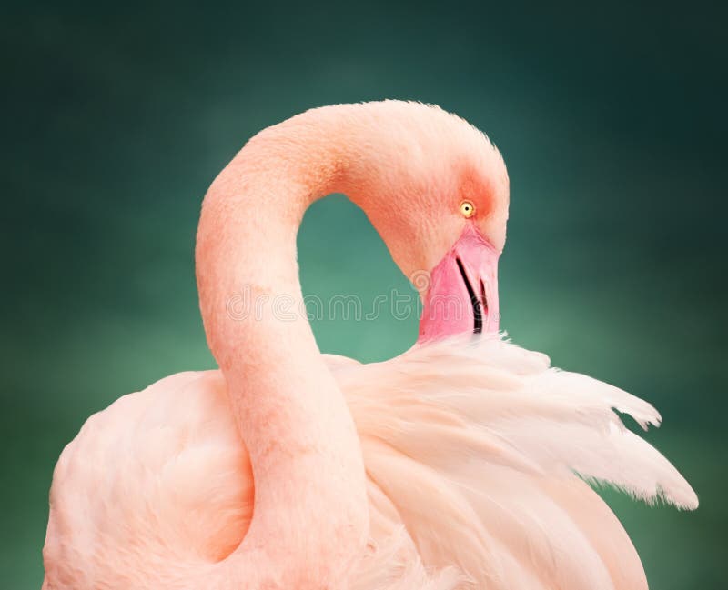 Selective Focus Shot of a Pink Flamingo Head Back Stock Photo - Image ...