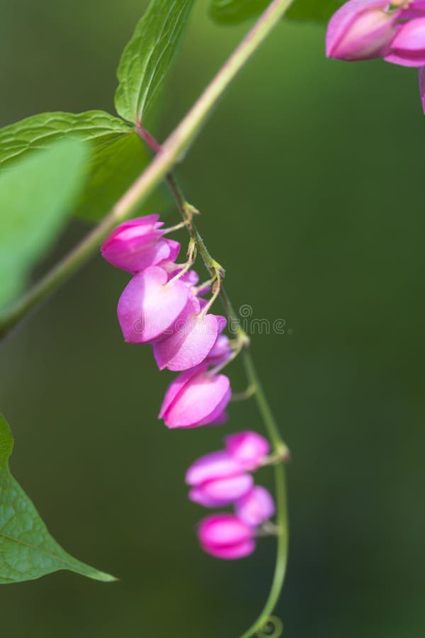 Selective Focus Shot of a Pink Flower in Vertical Stock Image - Image ...