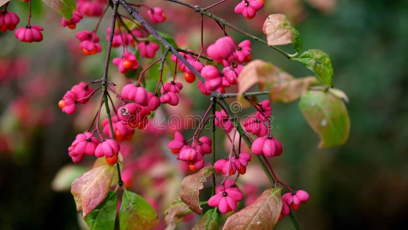 Selective Focus Shot of Pink Fruit and Green Leaves on a Spindle Tree ...
