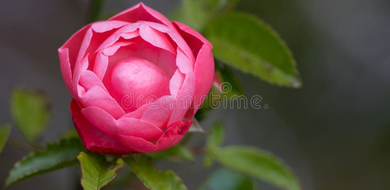 Selective Focus Shot of a Pink Rose Stock Photo - Image of flower ...
