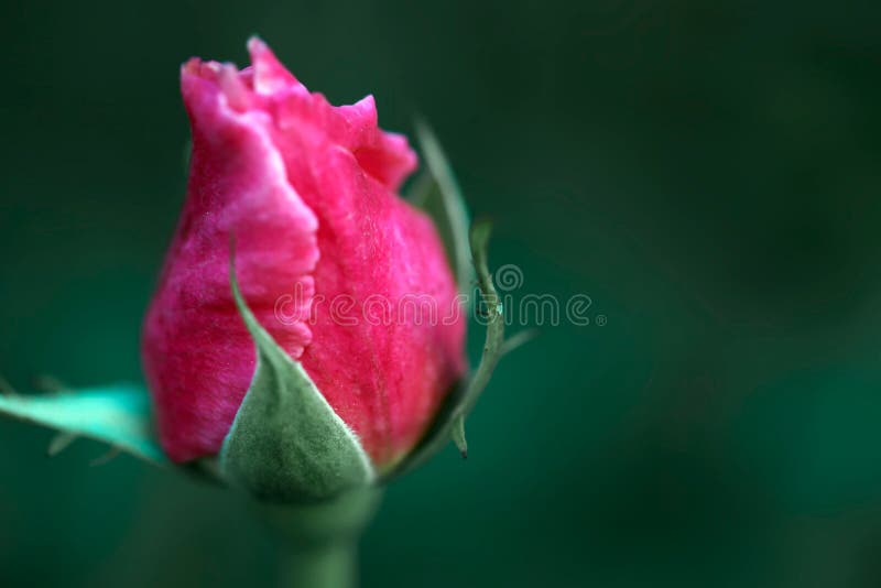Selective Focus Shot of Pink Rose Bud Stock Image - Image of botany ...
