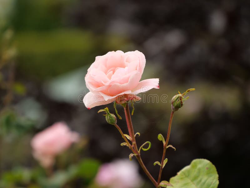 Selective Focus Shot of a Pink Rose Captured during the Daytime Stock ...