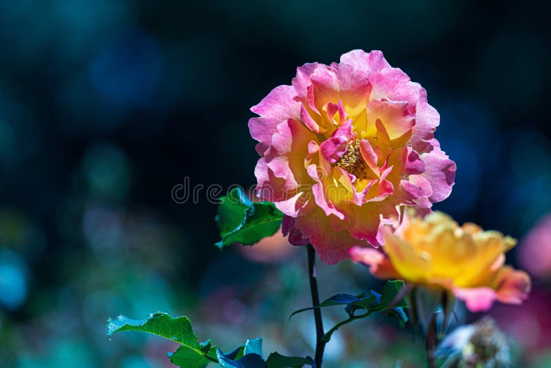 Selective Focus Shot of a Pink Rose - Perfect for Wallpaper Stock Photo ...