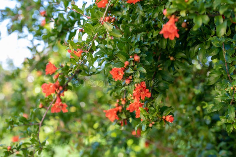 Anar Red Flowers in Black Background Stock Photo - Image of petal ...