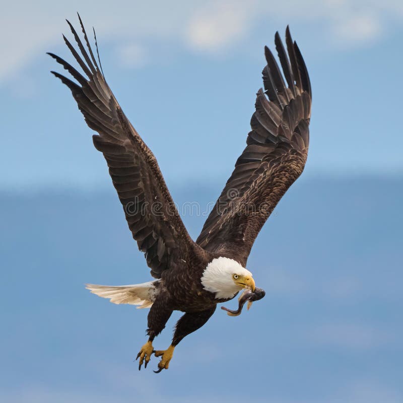 Selective Focus Shot of a Powerful Bald Eagle with a Fish in Its Beak ...