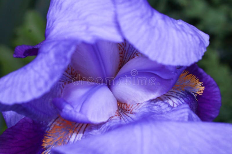 Selective Focus Shot of a Purple Iris Amethyst Flame Stock Image ...