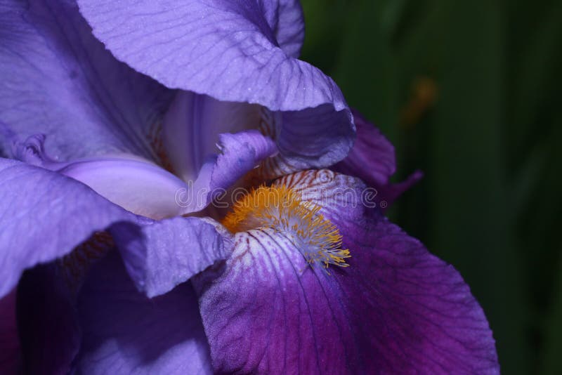 Selective Focus Shot of a Purple Iris Amethyst Flame Stock Photo ...
