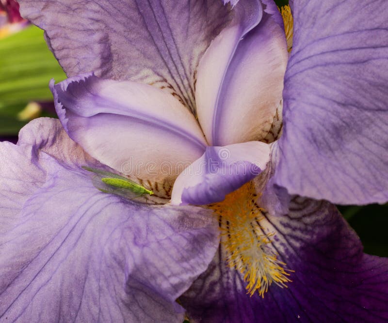 Selective Focus Shot of a Purple Iris Amethyst Flame Stock Photo ...