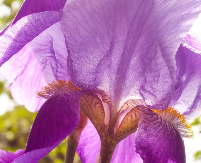 Selective Focus Shot of a Purple Iris Amethyst Flame Stock Photo ...
