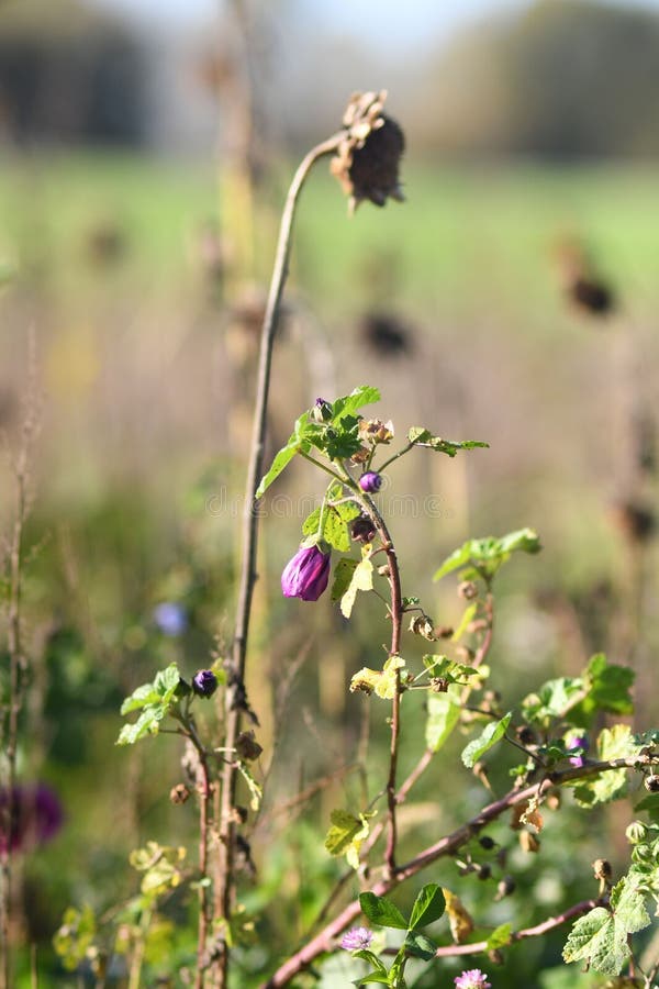 Mallow field stock image. Image of flowers, flora, petal - 72834491