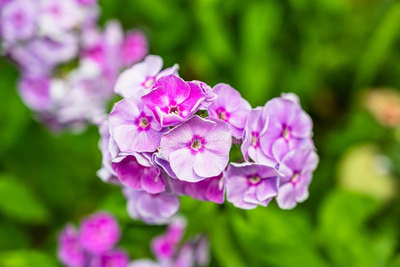 Purple Phlox Flower Bouquet Stock Image - Image of phlox, ceramic ...