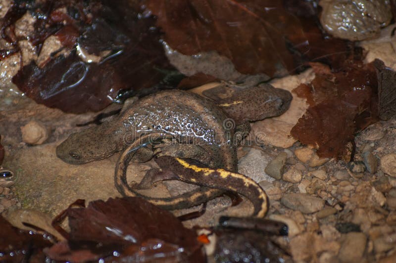 Selective Focus Shot of a Pyrenean Brook Salamander/Pyrenean Newt ...
