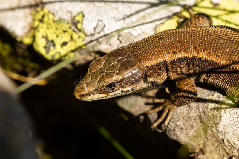 Selective Focus Shot of Pyrenean Rock Lizard Stock Image - Image of ...