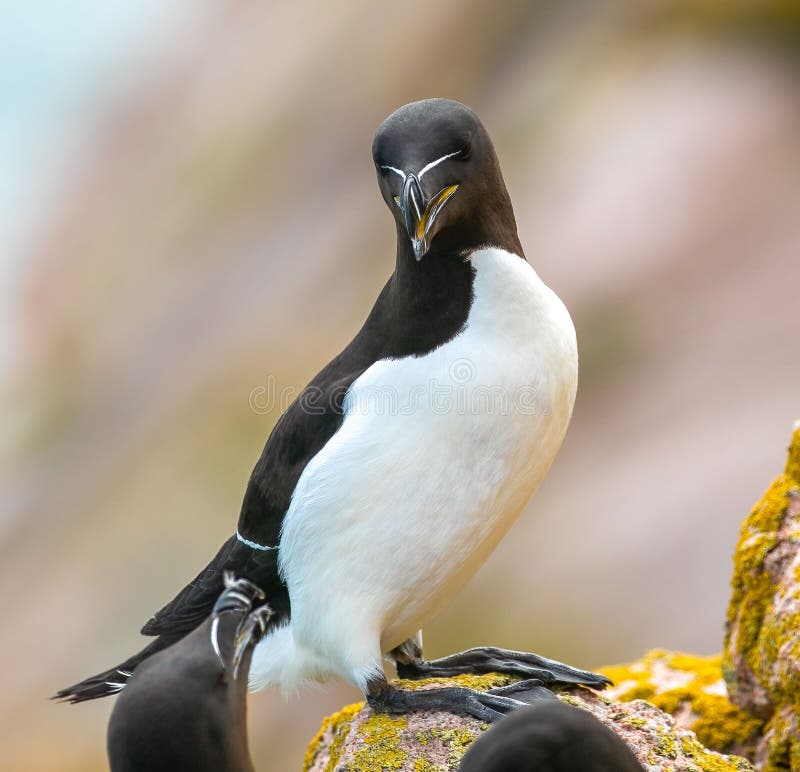 Selective Focus Shot of a Razorbill Bird Standing on a Rock with Blur ...