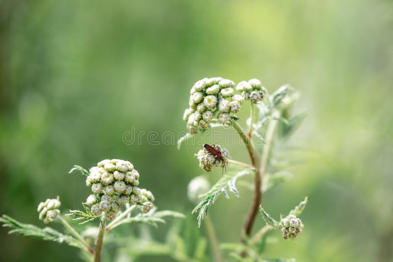 Selective Focus Shot of a Red Bug Sitting on a Beautiful White Plant ...