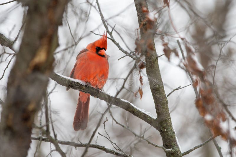 Selective Focus Shot of a Red Cardinal Bird Perched on a Snowy Tree ...