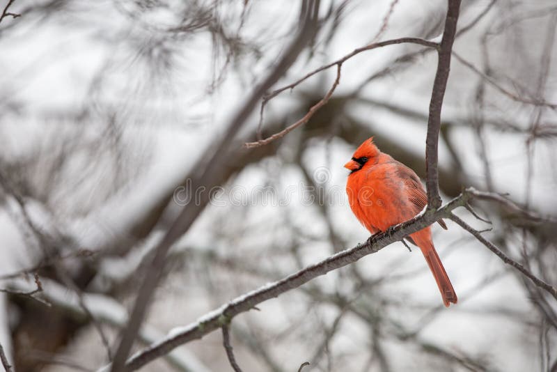 Selective Focus Shot of a Red Cardinal Bird Perched on a Snowy Tree ...